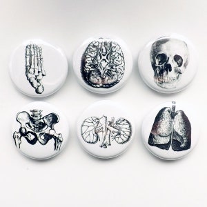 Human Body Anatomy Magnets Physician Assistant Doctor Gift - Etsy