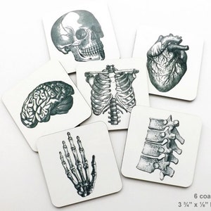 Anatomical Heart Anatomy Hardboard Coasters Graduation Doctor Physical ...