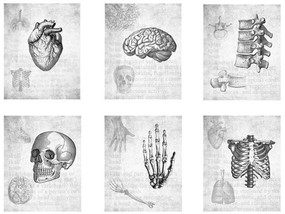 Medical Anatomy Prints Set of Six Unframed Anatomical Heart Brain Spine ...