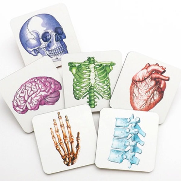 Brain Anatomy Coasters - Etsy