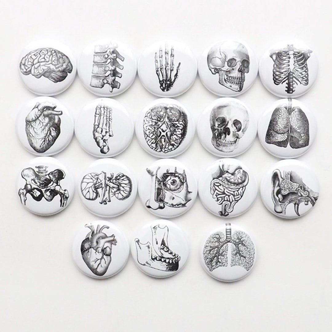 Anatomy Magnets Set of 18 Gift Set White Coat Ceremony Medical School ...