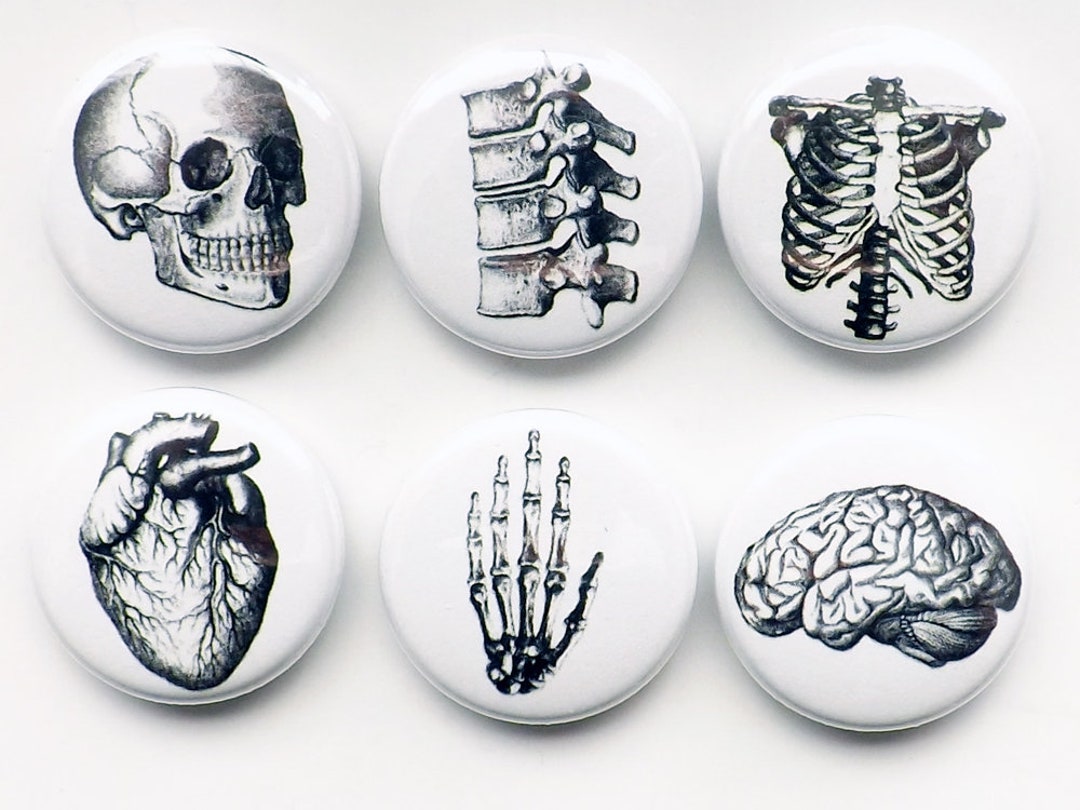 Human Anatomy Teacher Gift Magnets Brain Skull Anatomical - Etsy