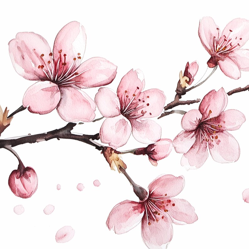Branch of Cherry Blossom Drawing, Minimalist Illustration, Decoration ...