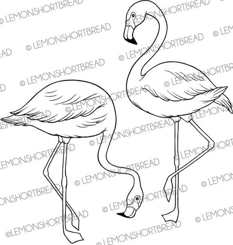Digital Stamp Flamingo Digi Flamingoes Tropical Birds Summer - Etsy