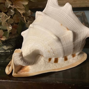 Cassis Cornuta Queen Horned Helmet Shell on Lucite Stand Large 10" - Etsy