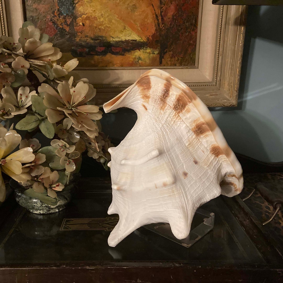 Cassis Cornuta Queen Horned Helmet Shell on Lucite Stand Large 10" - Etsy