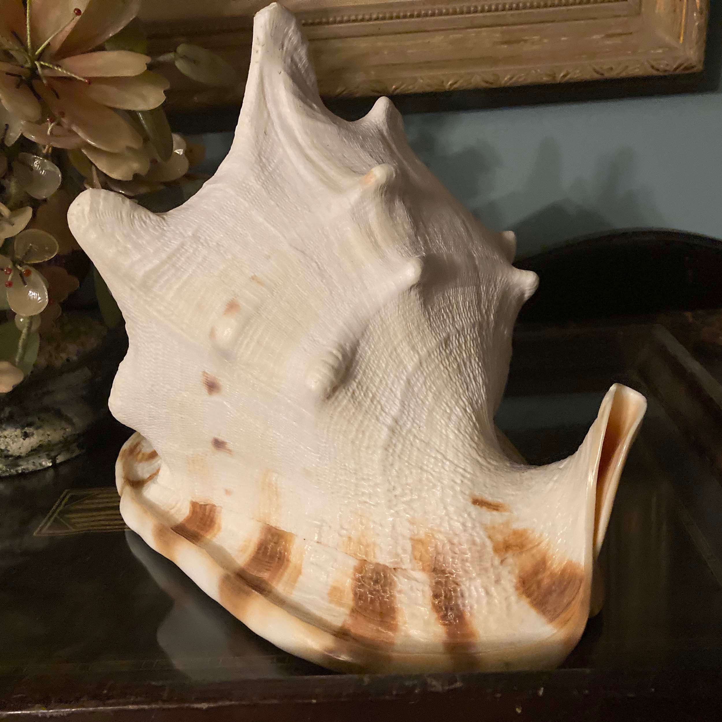 Cassis Cornuta Queen Horned Helmet Shell on Lucite Stand Large 10" - Etsy