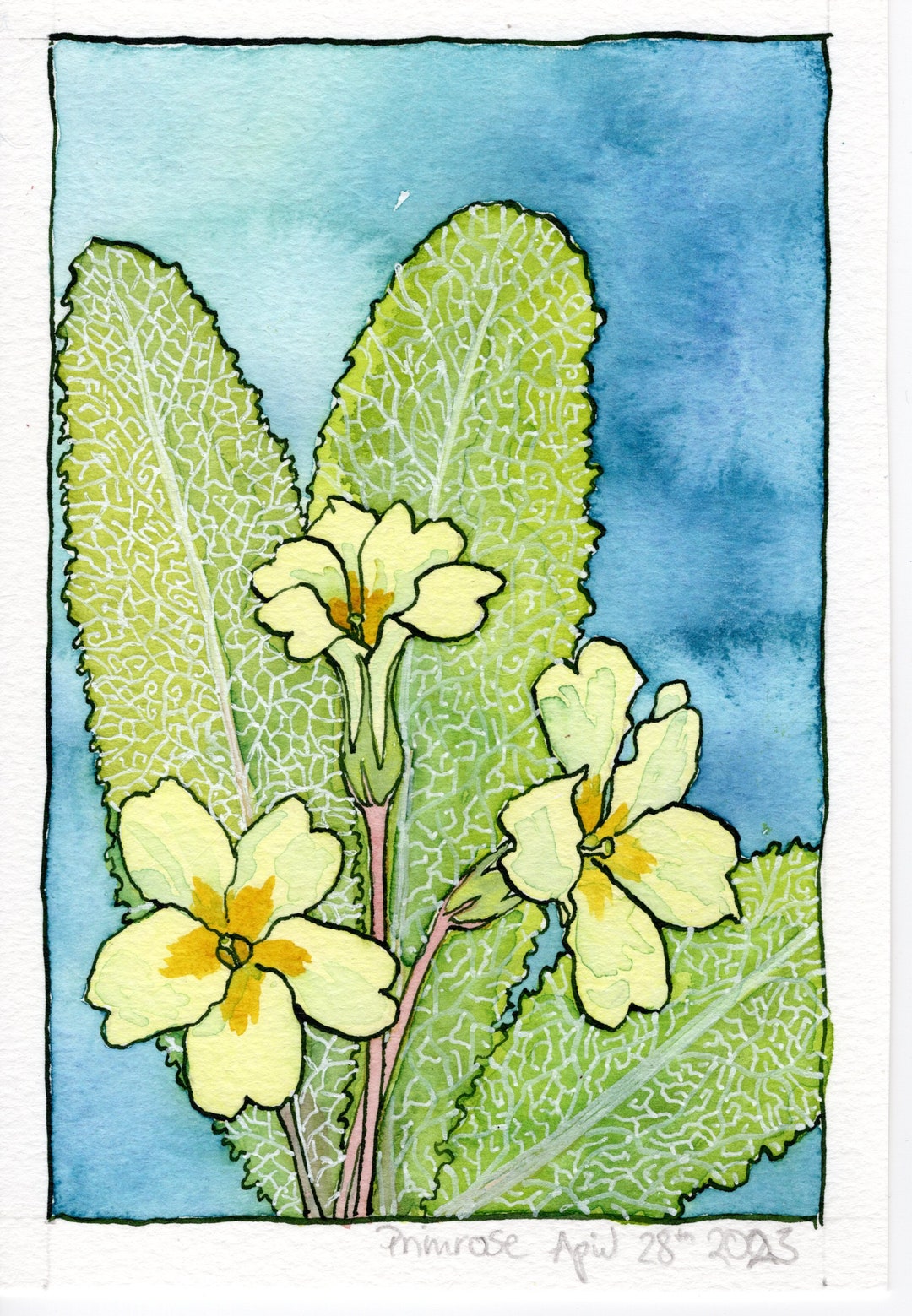 Primrose Botanical Sketch Original Painting - Etsy
