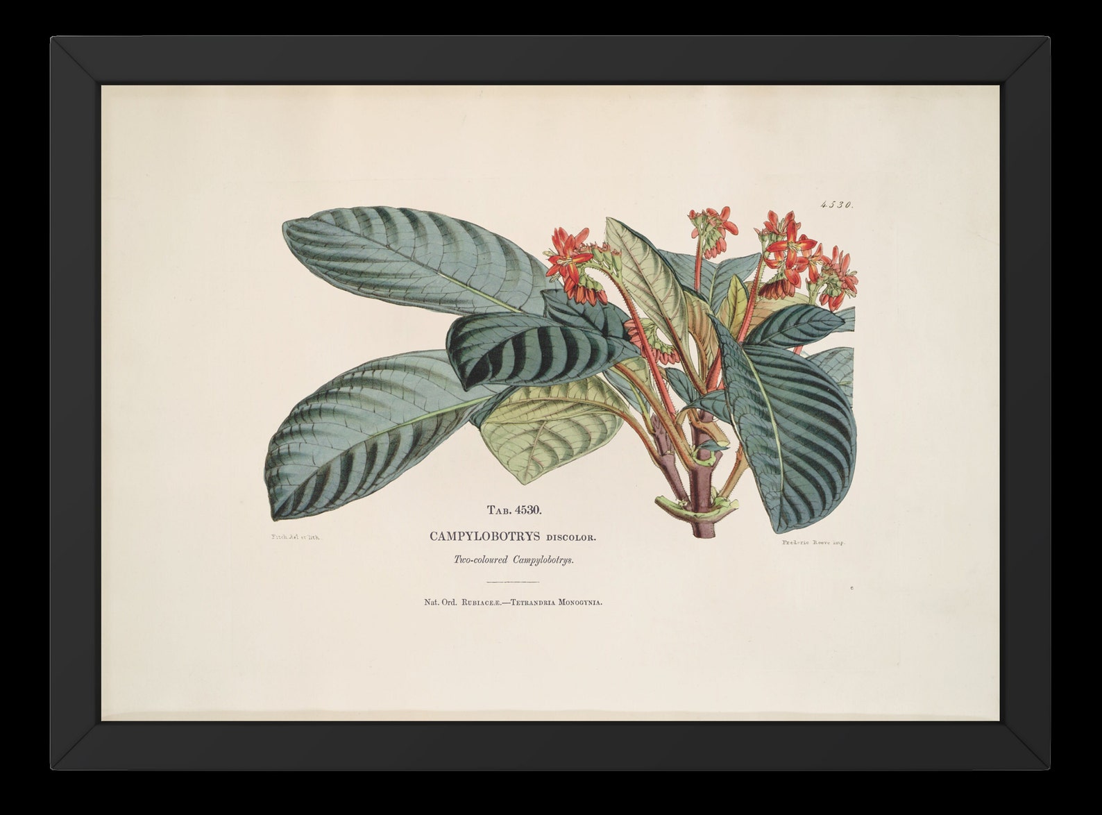 1800s Botanical Print : "campylobotrys Discolor", Curtis's Botanical ...