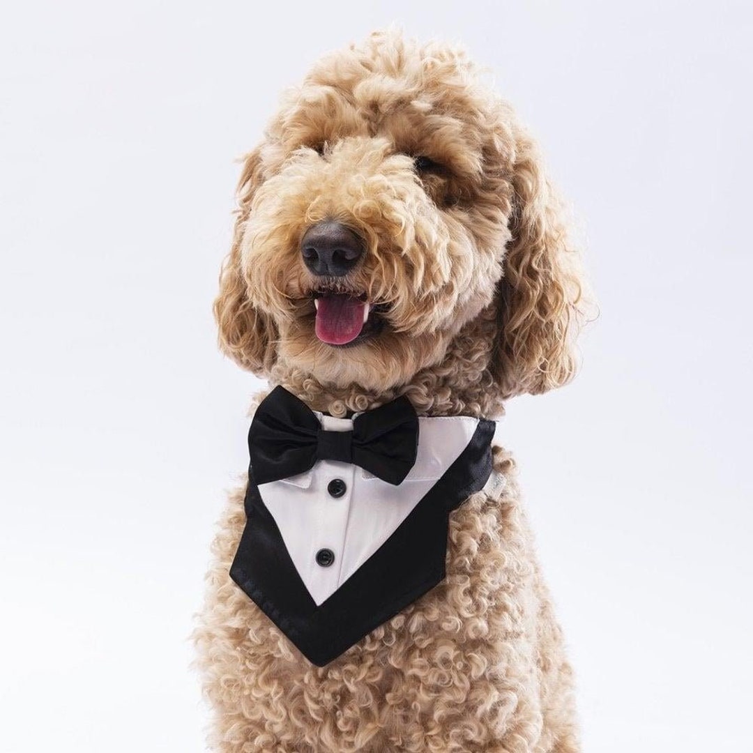 Gray Tuxedo for Dog, Cat Tuxedo , Black Bow Tie, Pet Clothes, Pet ...