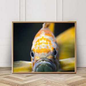 sad face looking fish