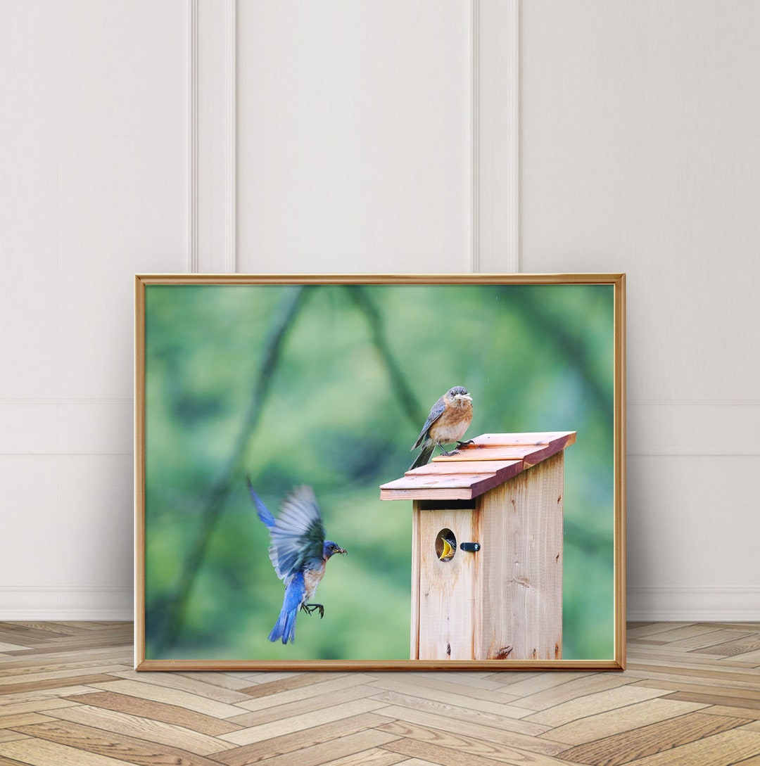 Bluebird Family Photo - Digital Download - Instant Download - Printable ...