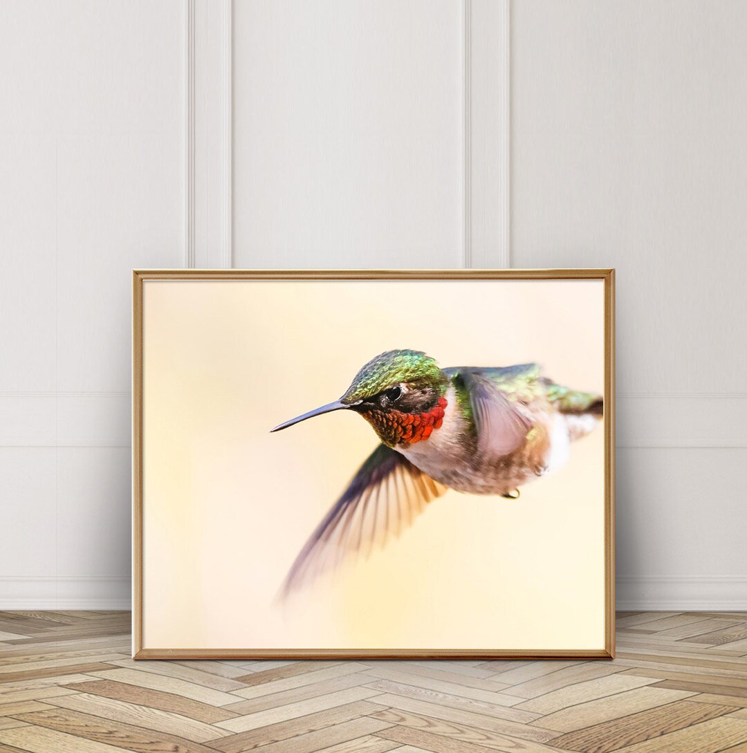 Super Hummer Ruby Throated Hummingbird Photo Digital Download Instant ...