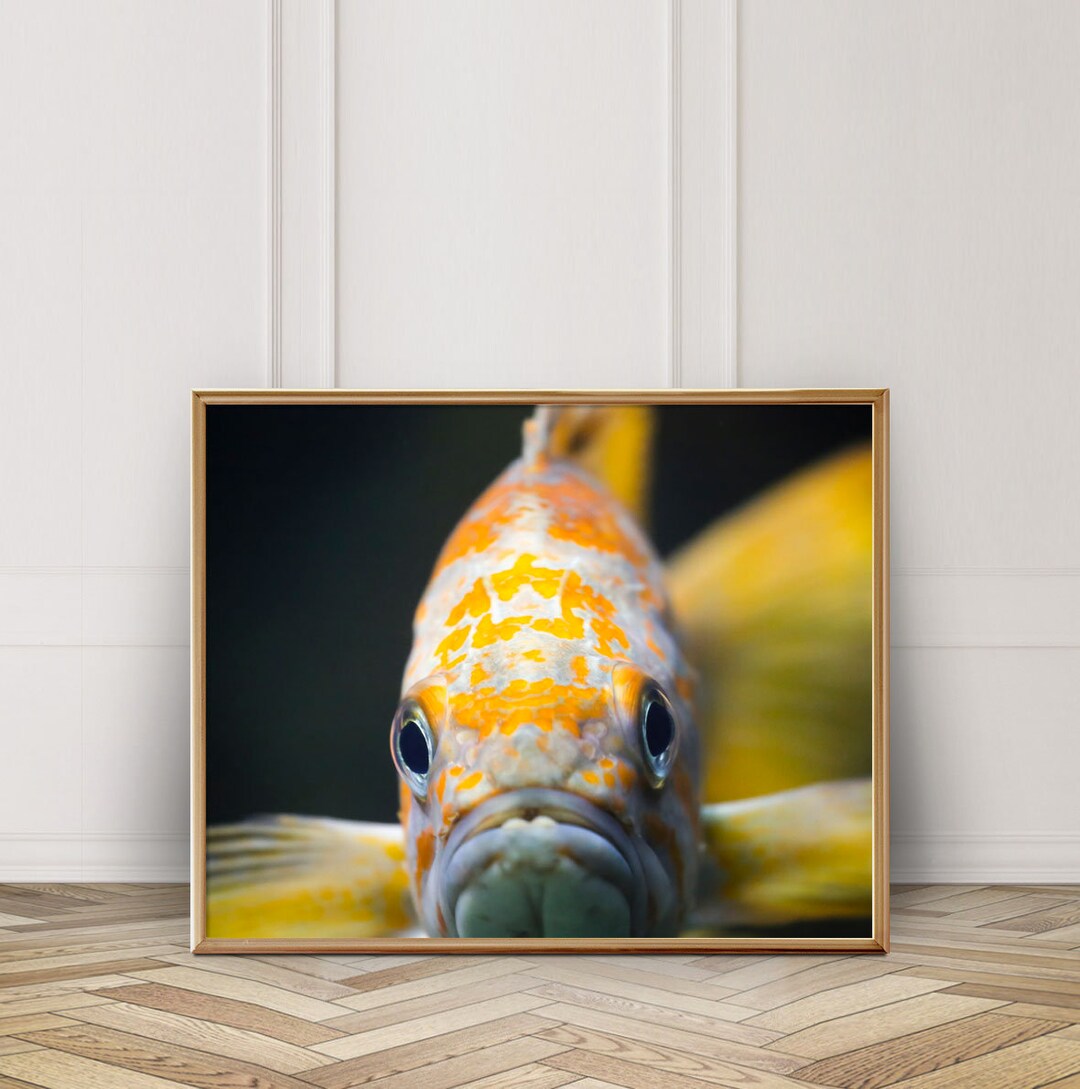 Sad Fish Photo Digital Download Instant Download Printable Photography ...