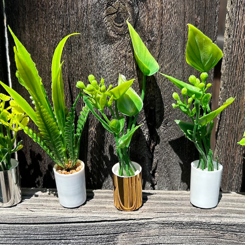 Miniature Plants - Etsy