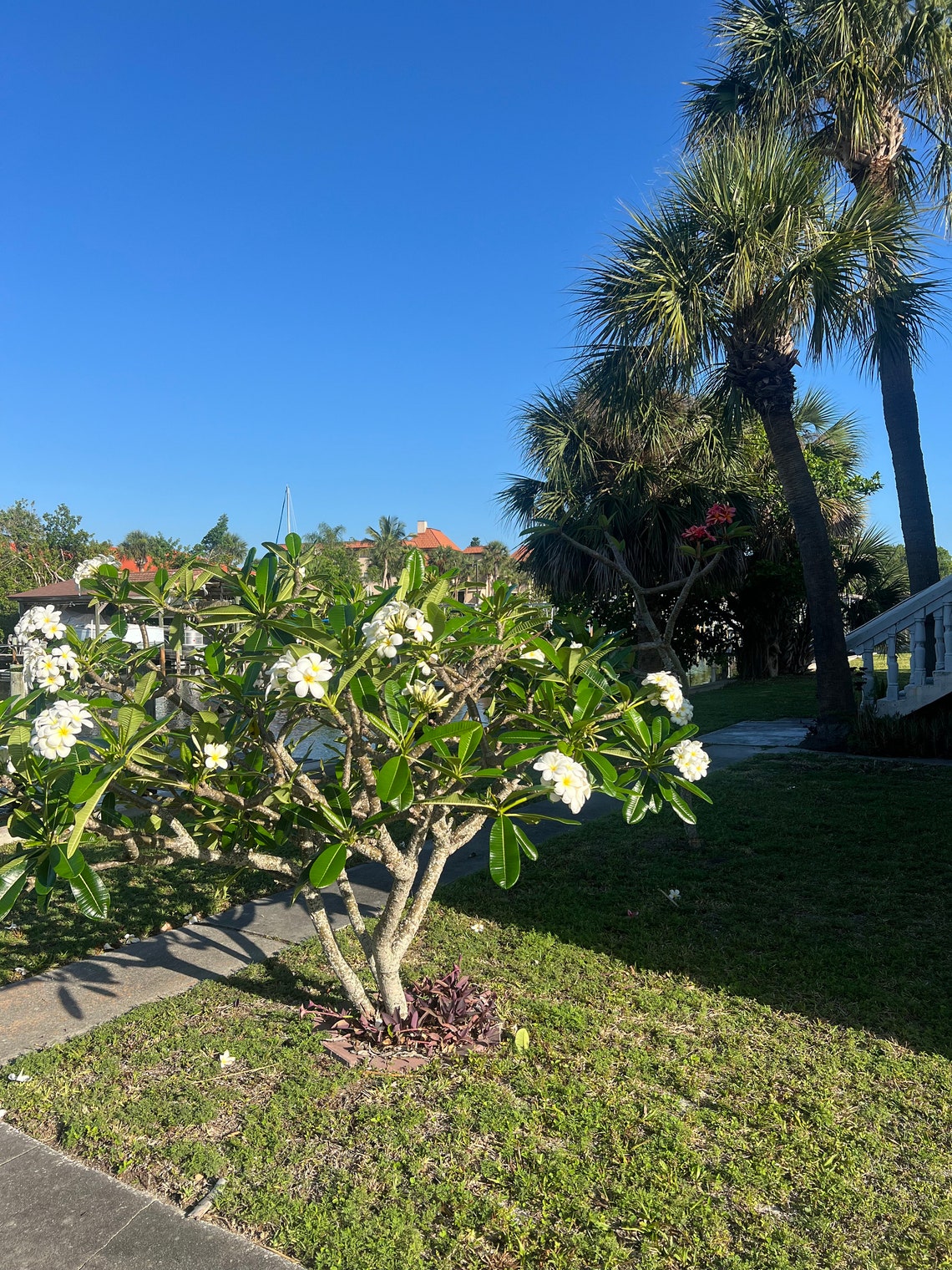 Plumeria Alba Cutting - Etsy