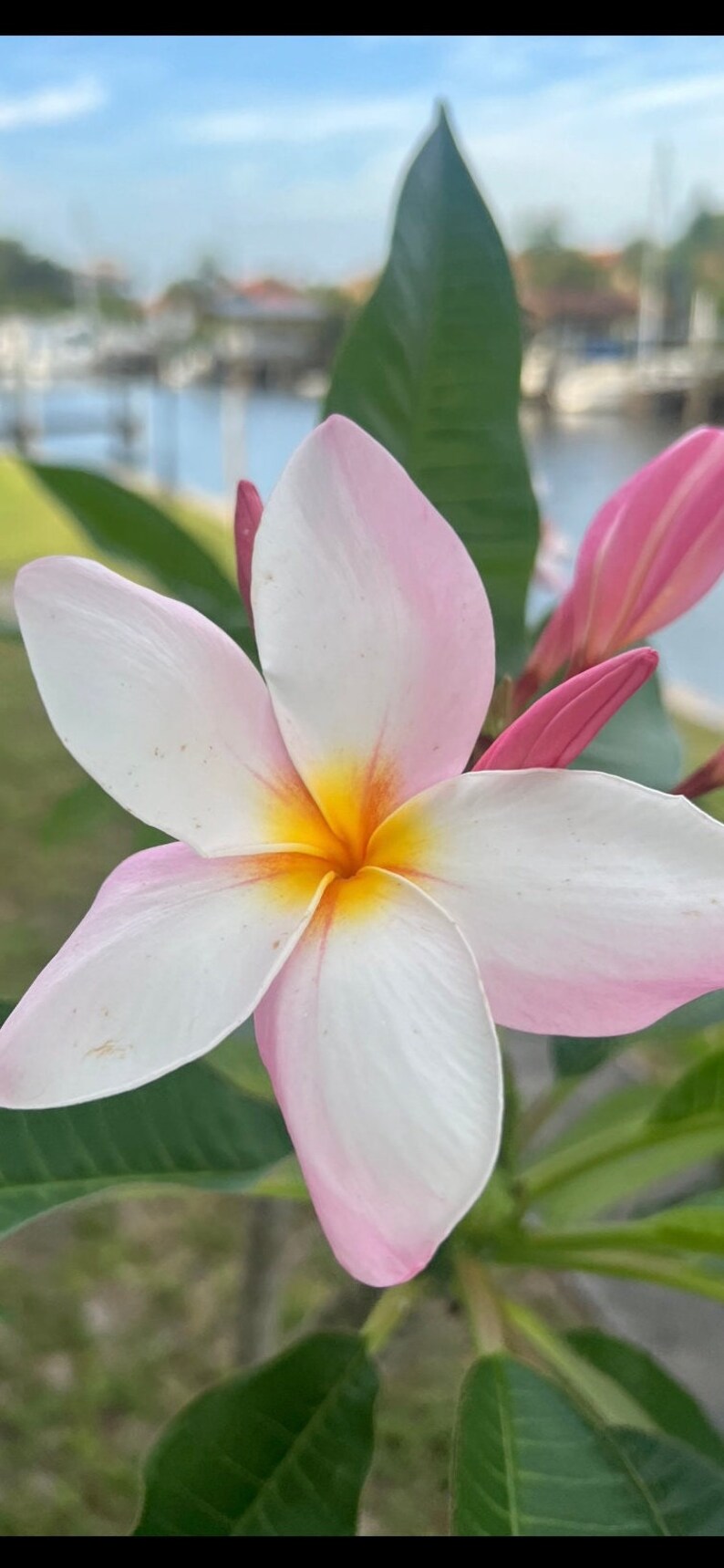 Plumeria Light Pink Frangipani Cutting - Etsy