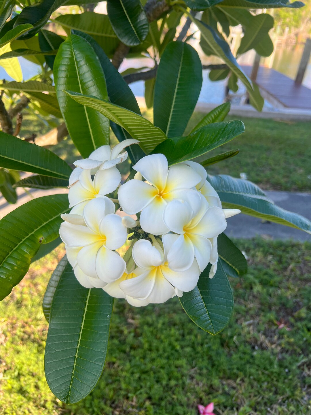 Plumeria Alba Cutting - Etsy