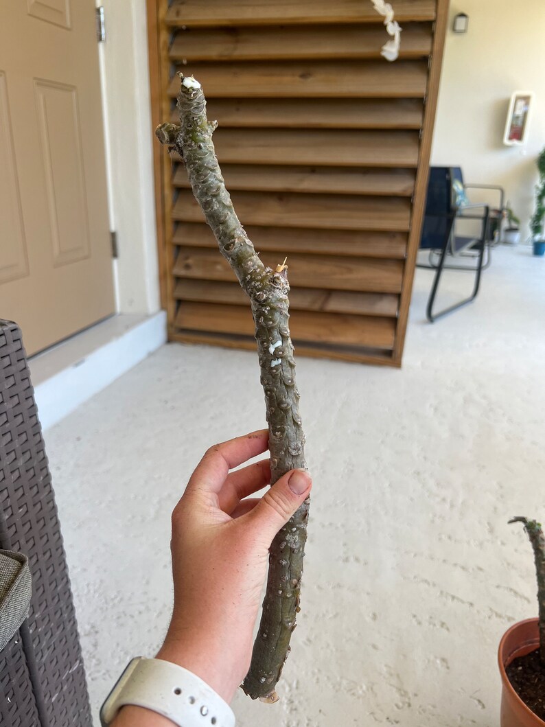 Plumeria Alba Cutting - Etsy