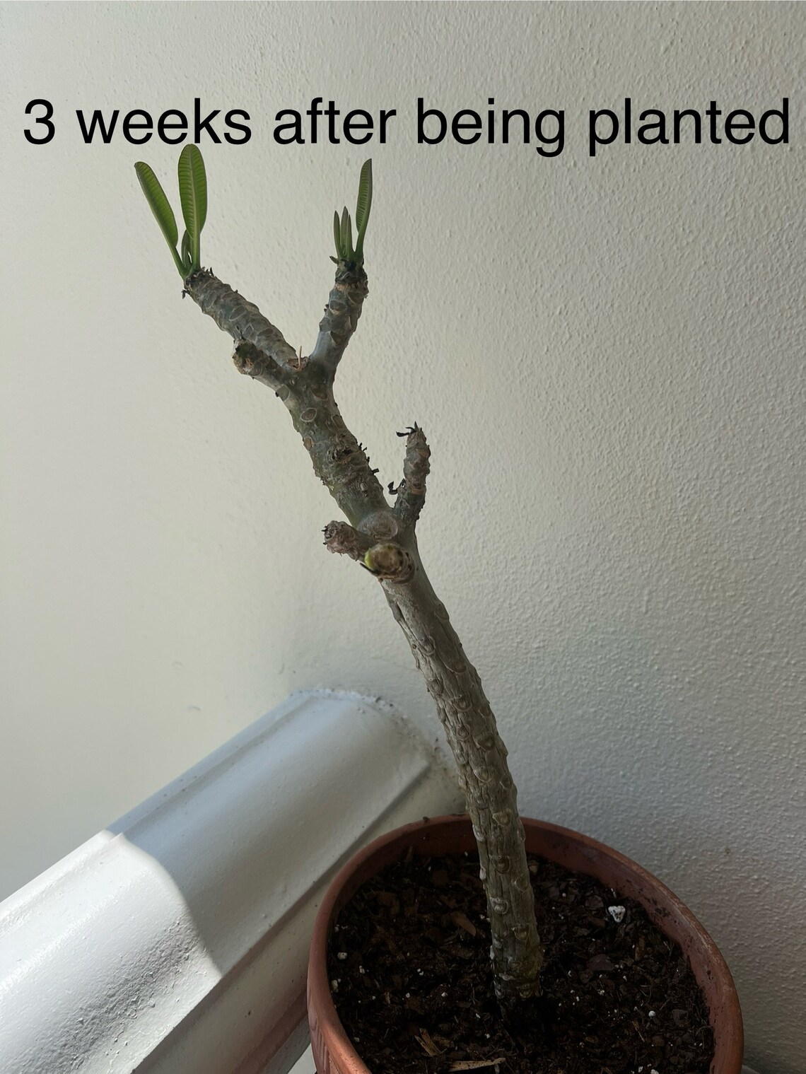 Plumeria Alba Cutting - Etsy