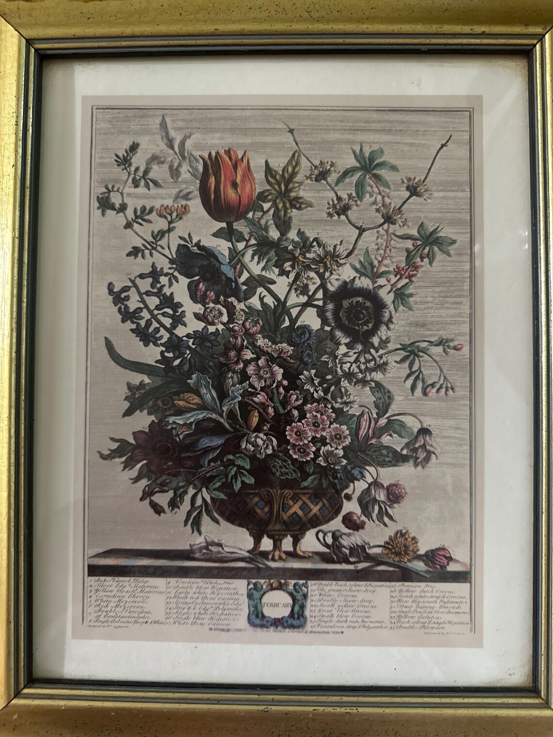 Robert Furber Flower of the Month FEBRUARY Framed Art Print - Etsy