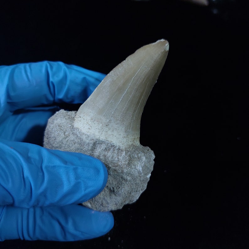 Top Rare Tylosaurus Tooth Rare Fossilized Dinosaur Hainosaurus Boubker ...