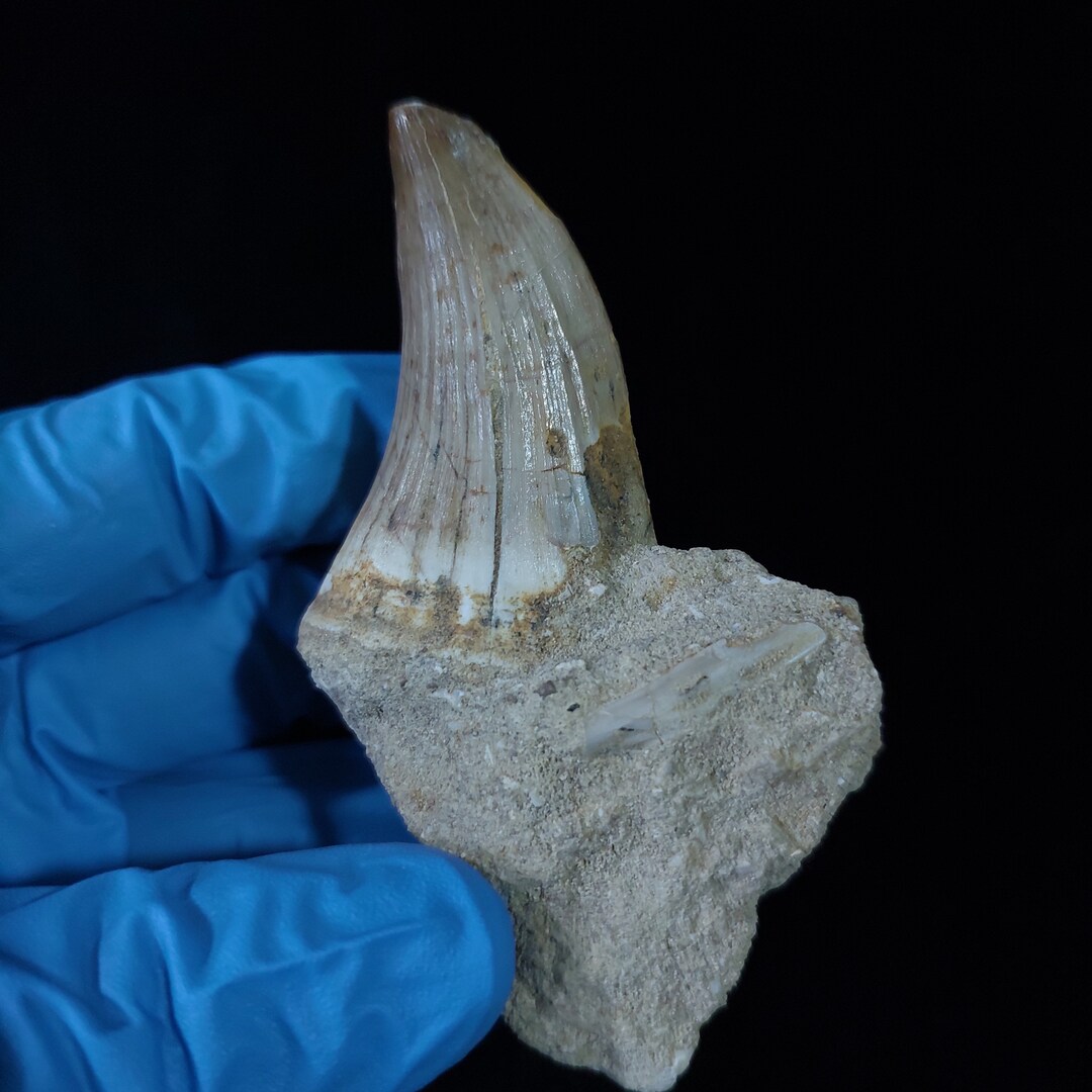 Extremly Rare Tylosaurus Mosasaur Tooth Rare Fossilized Dinosaur ...