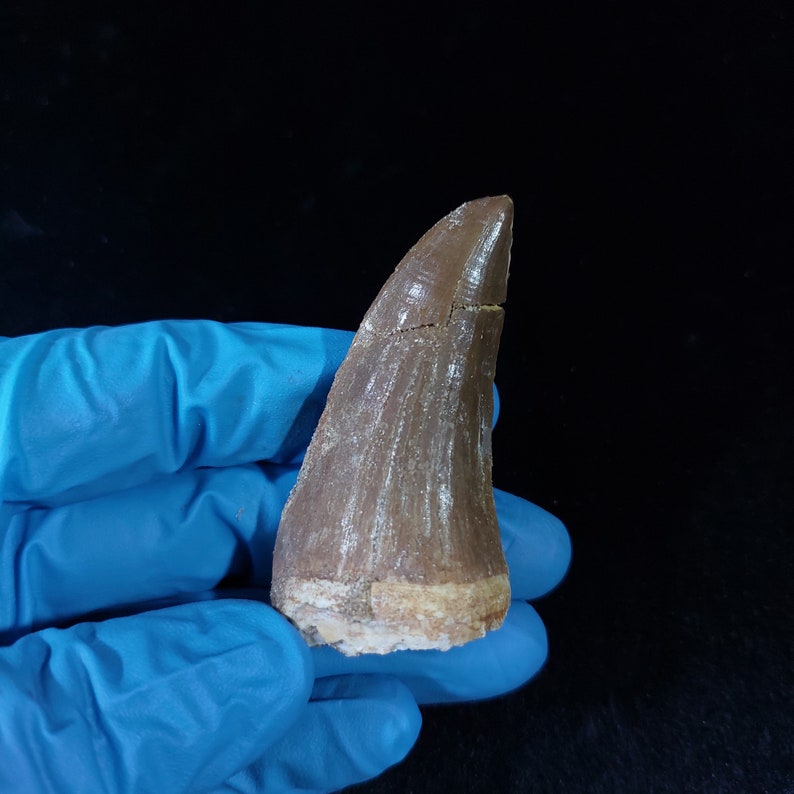 Great Tylosaurus Tooth Rare Fossilized Hainosaurus Boubker Mosasaurus ...