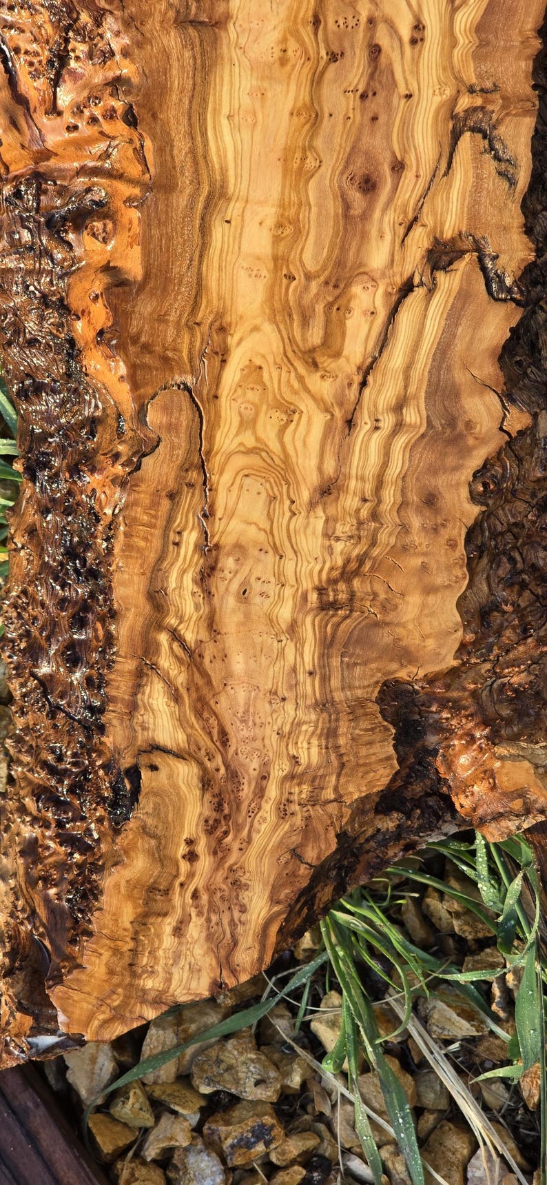 Burl Olive Wood Slab8 - Etsy