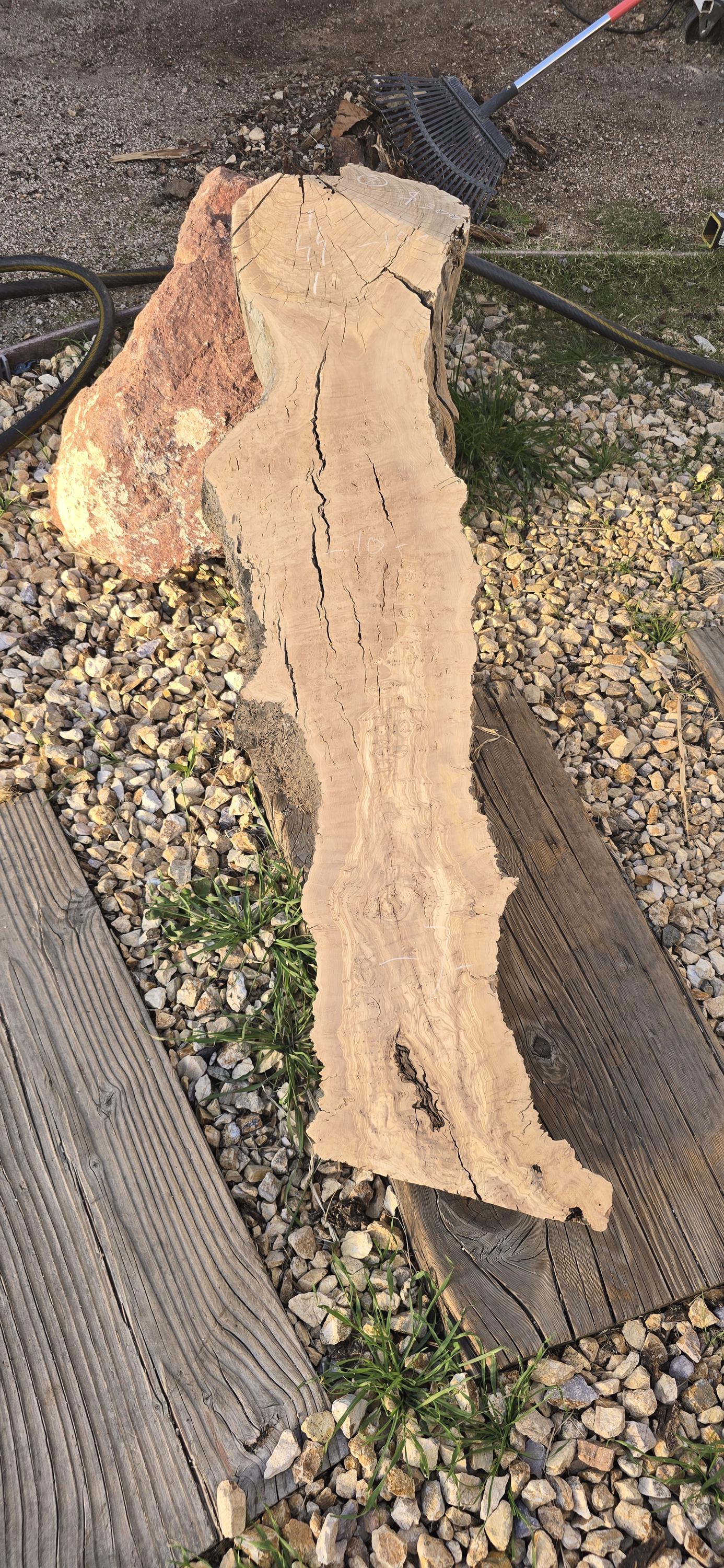 Burl Olive Wood Slab8 - Etsy