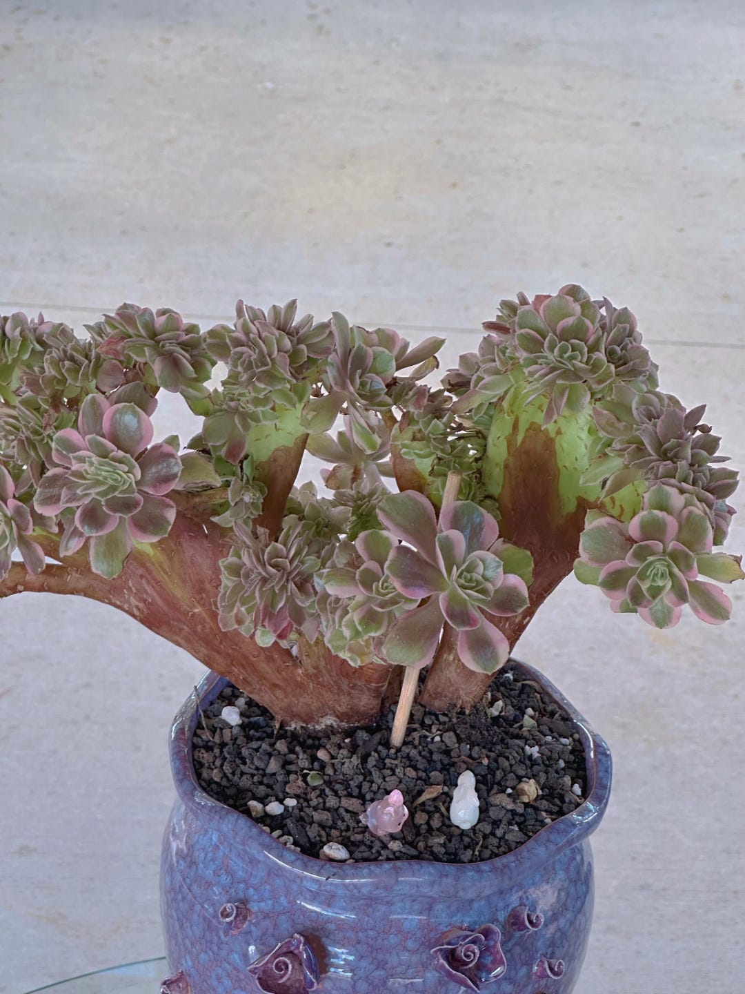 Aeonium Pink Witch Crested. This is an Extra Extra Large Tree, Fully ...