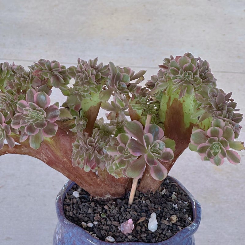 Crested Aeonium - Etsy
