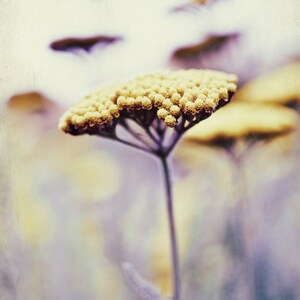 Botanical Print, Yarrow Flower Photography, Mustard Yellow Pale Purple ...