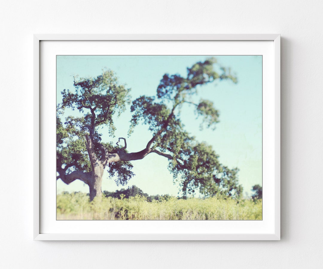 Oak Tree Photograph Landscape Photography Blue Green Nature - Etsy