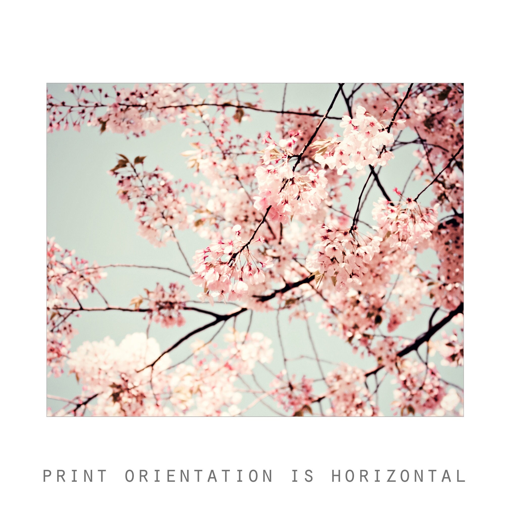 Cherry Blossom Print Flower Photography Floral Wall Art | Etsy