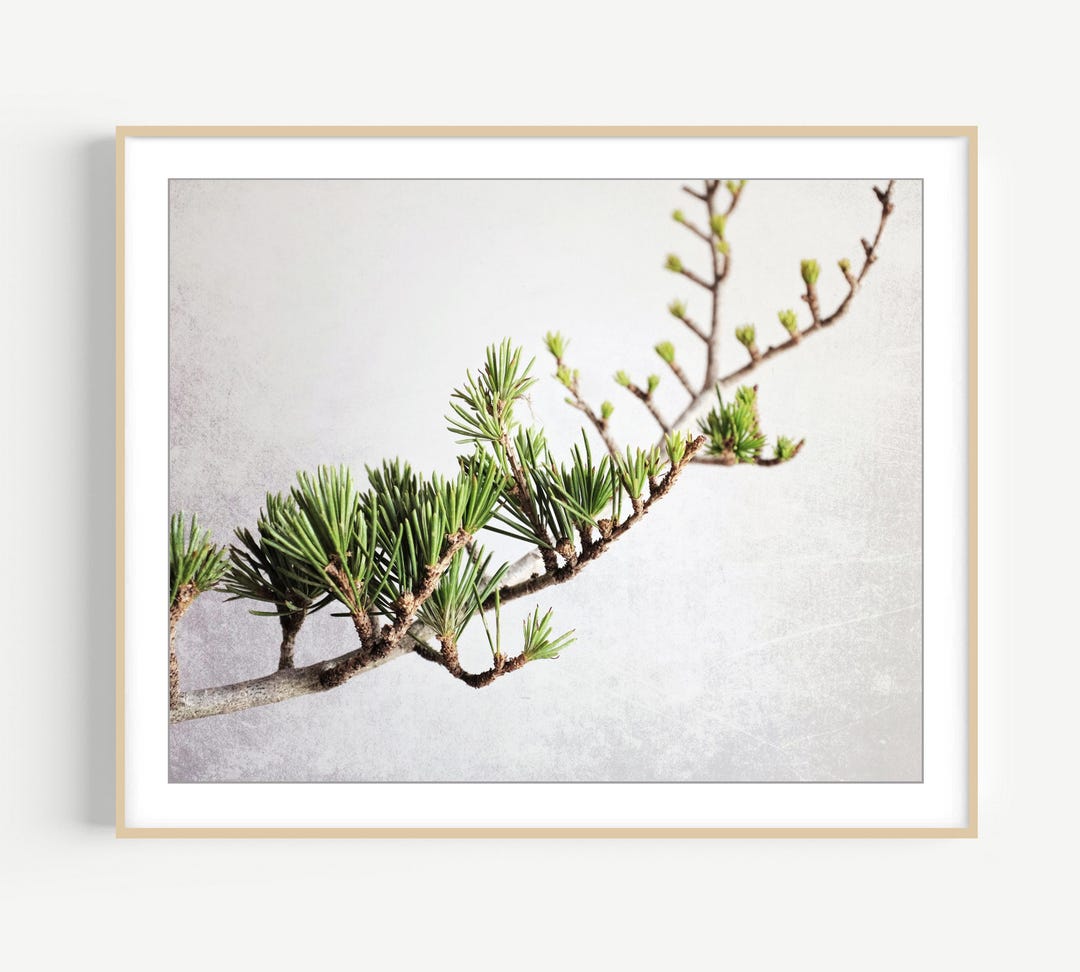 Tree Branch Print, Nature Photography, Atlas Cedar Print, Rustic Wall ...