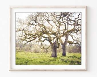 Oak Tree Wall Art - Etsy