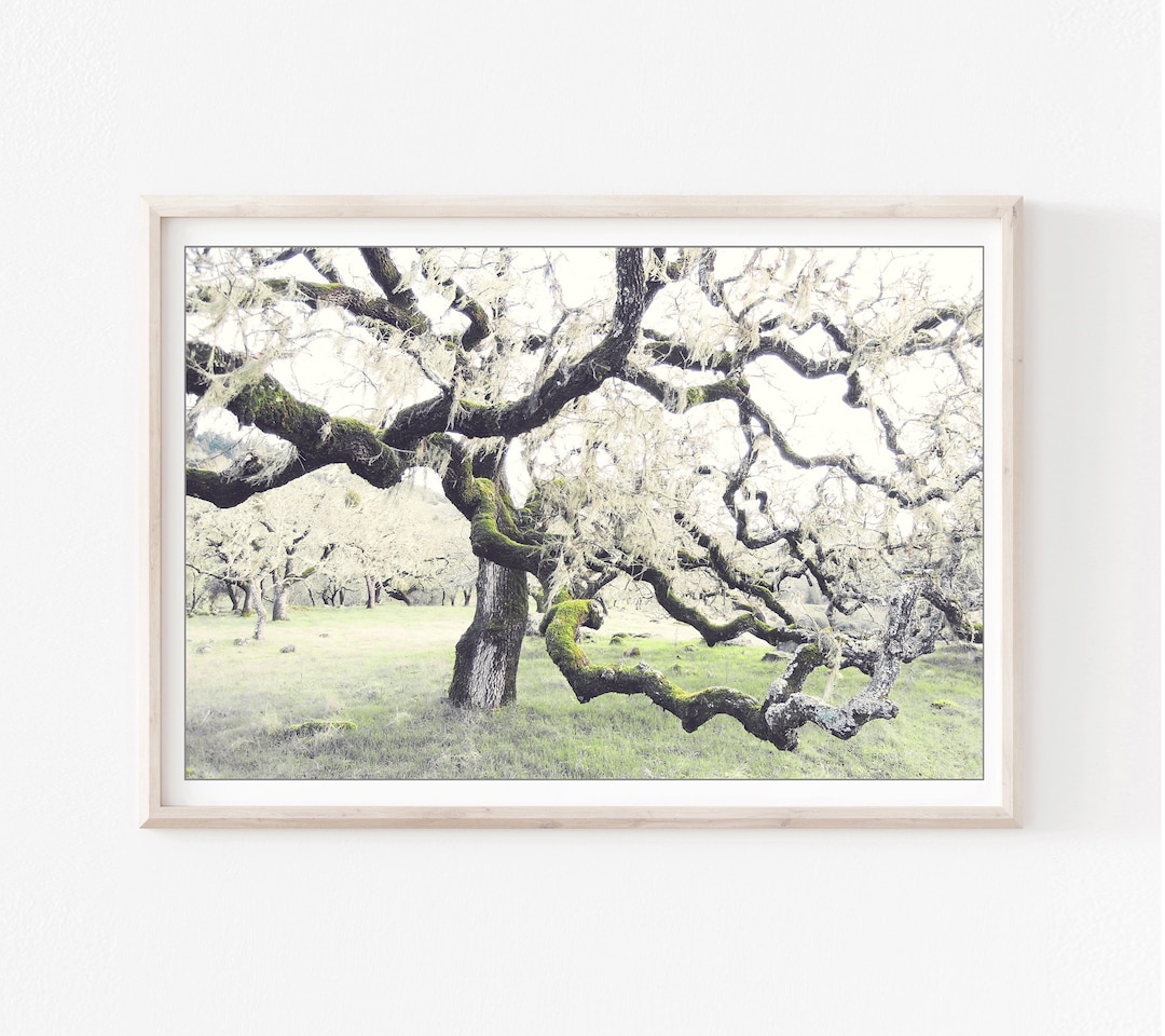 Oak Tree Wall Art Rustic Landscape Photography Print Nature Photography ...