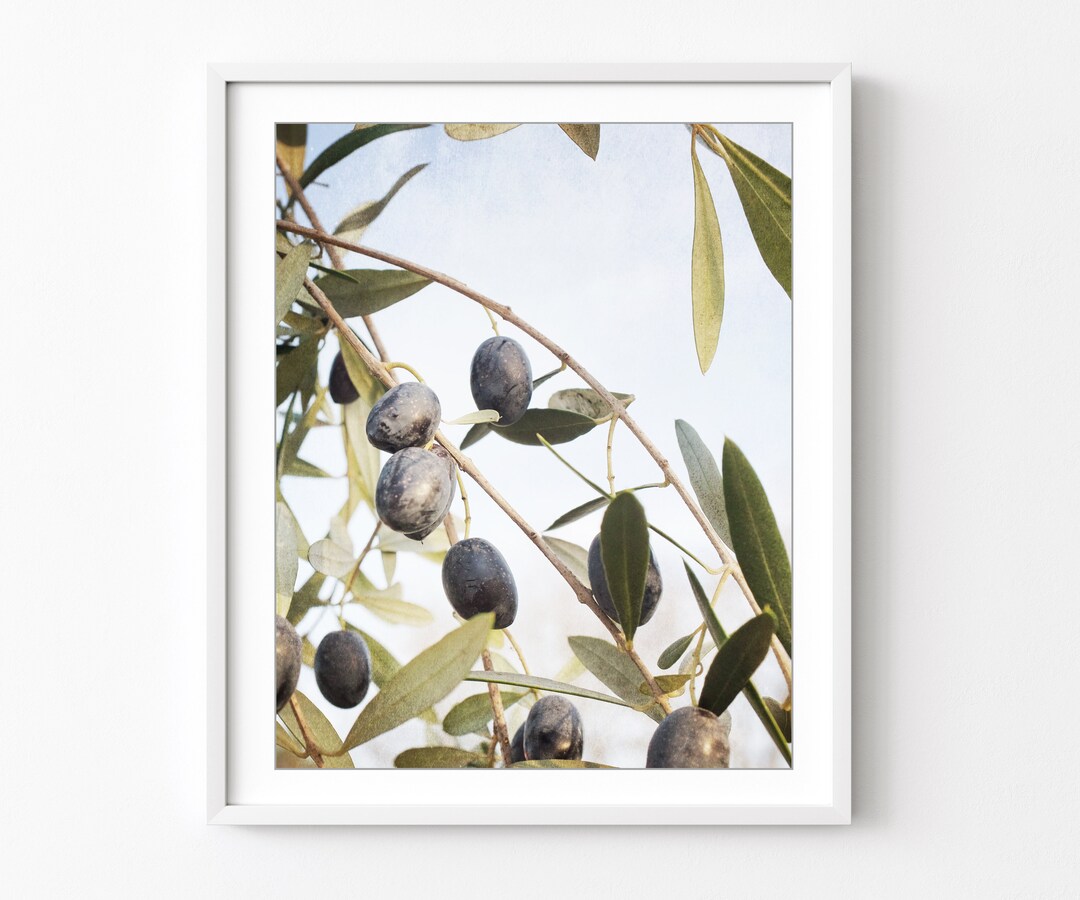Olive Branch Print Botanical Print Nature Photography Olives - Etsy