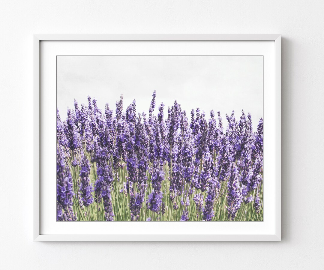 Lavender Photograph Purple Wall Art Botanical Print Lavender Flowers ...