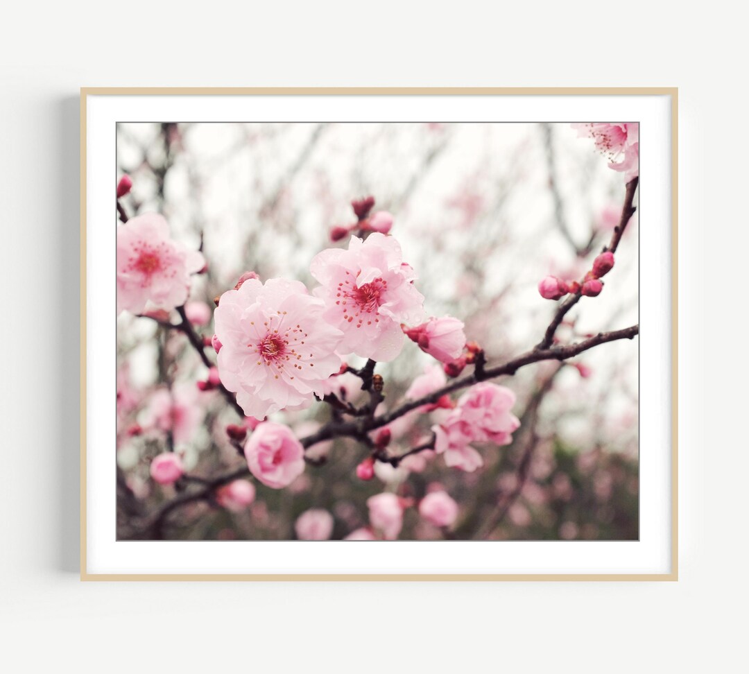 Cherry Blossoms Print - Pink Brown Wall Art, Flower Photography, Sakura ...