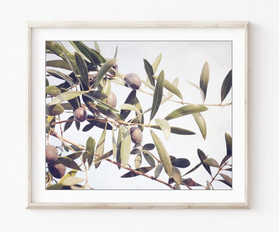 Olive Branch Botanical Print Nature Photography Olive Leaves - Etsy