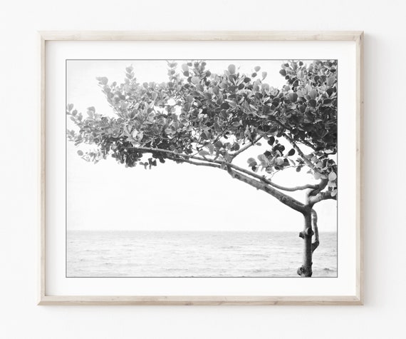 Black And White Photography Trees Prints