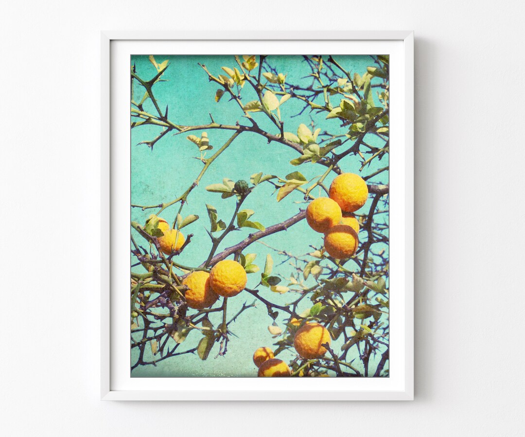 Orange Fruit Tree Print Botanical Photograph Orange Teal - Etsy