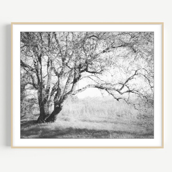 8x10 Vintage Oak Tree Print - Etsy