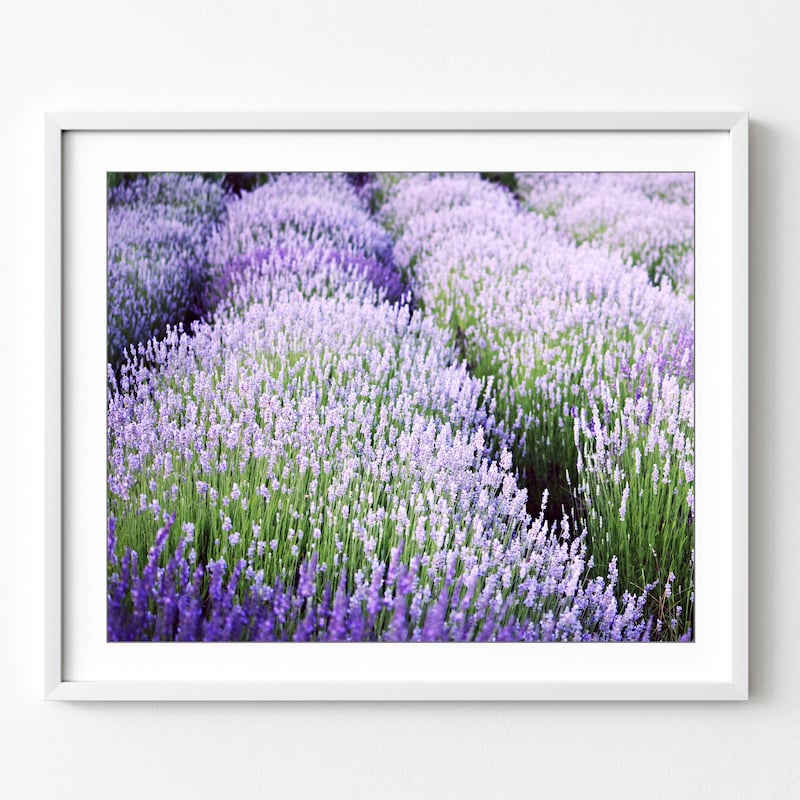 Lavender Print - Etsy