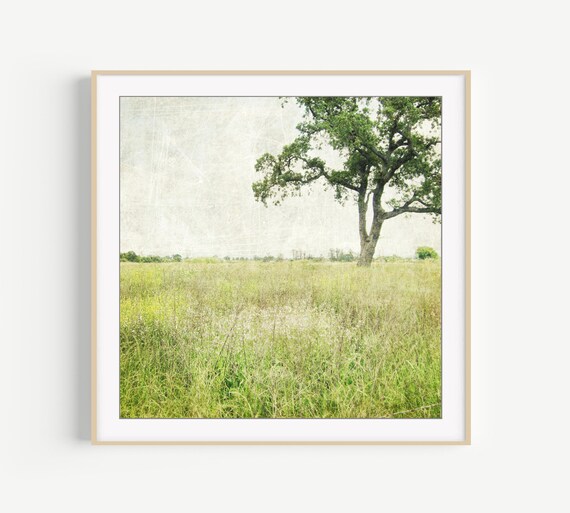 Rustic Country Background Trees