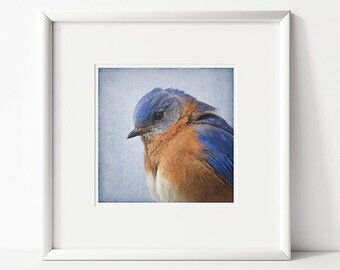 Bird Study Art | Etsy