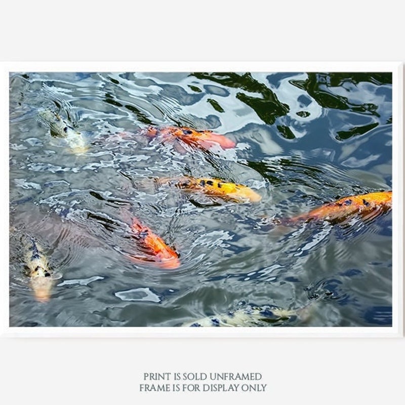 Fish Photography - Etsy