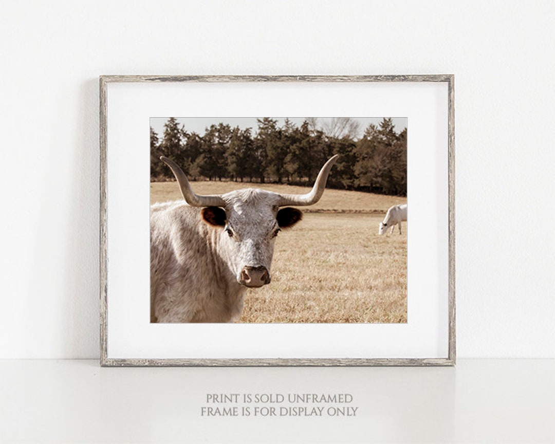 Longhorn Cow Photograph, Texas Cattle Picture, Farm Animal Photography ...